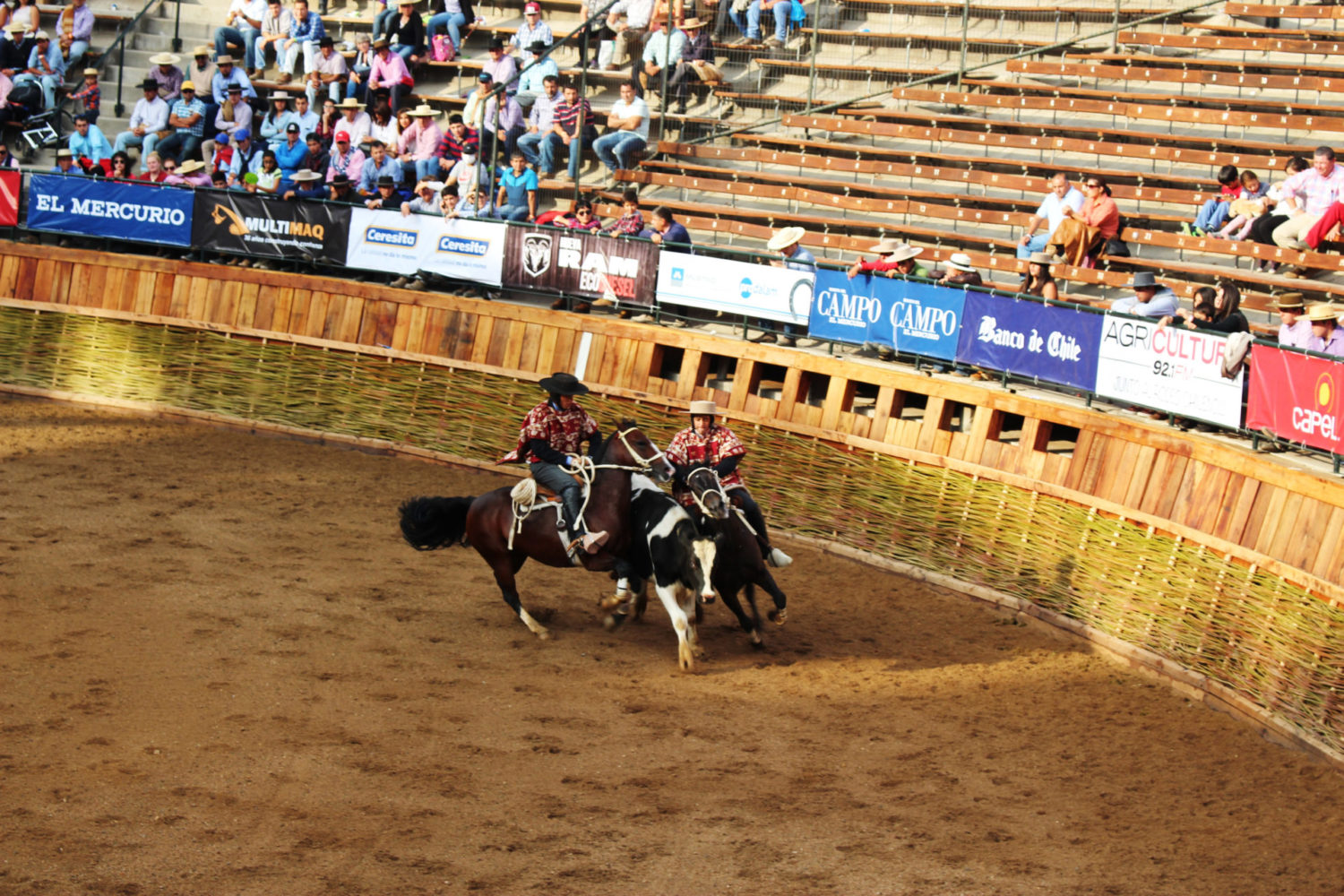 Deporte o maltrato animal: La polémica en torno al rodeo avanza en ...