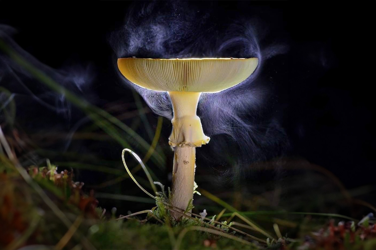 Curiosidades sobre las esporas y hongos - El Clarin de Chile